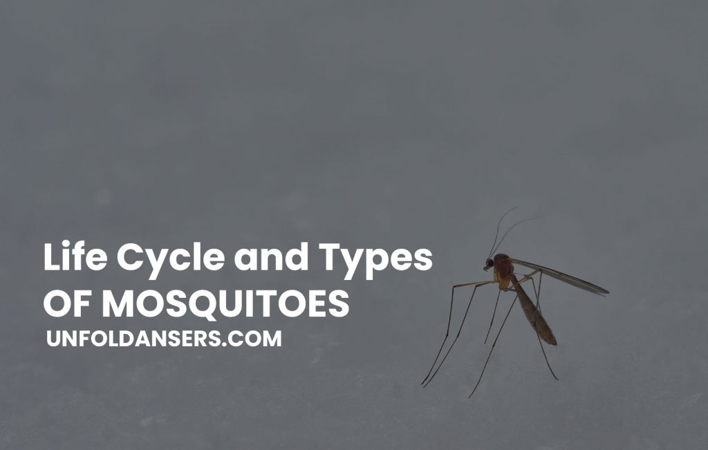Life cycle and Different Types of Mosquitoes